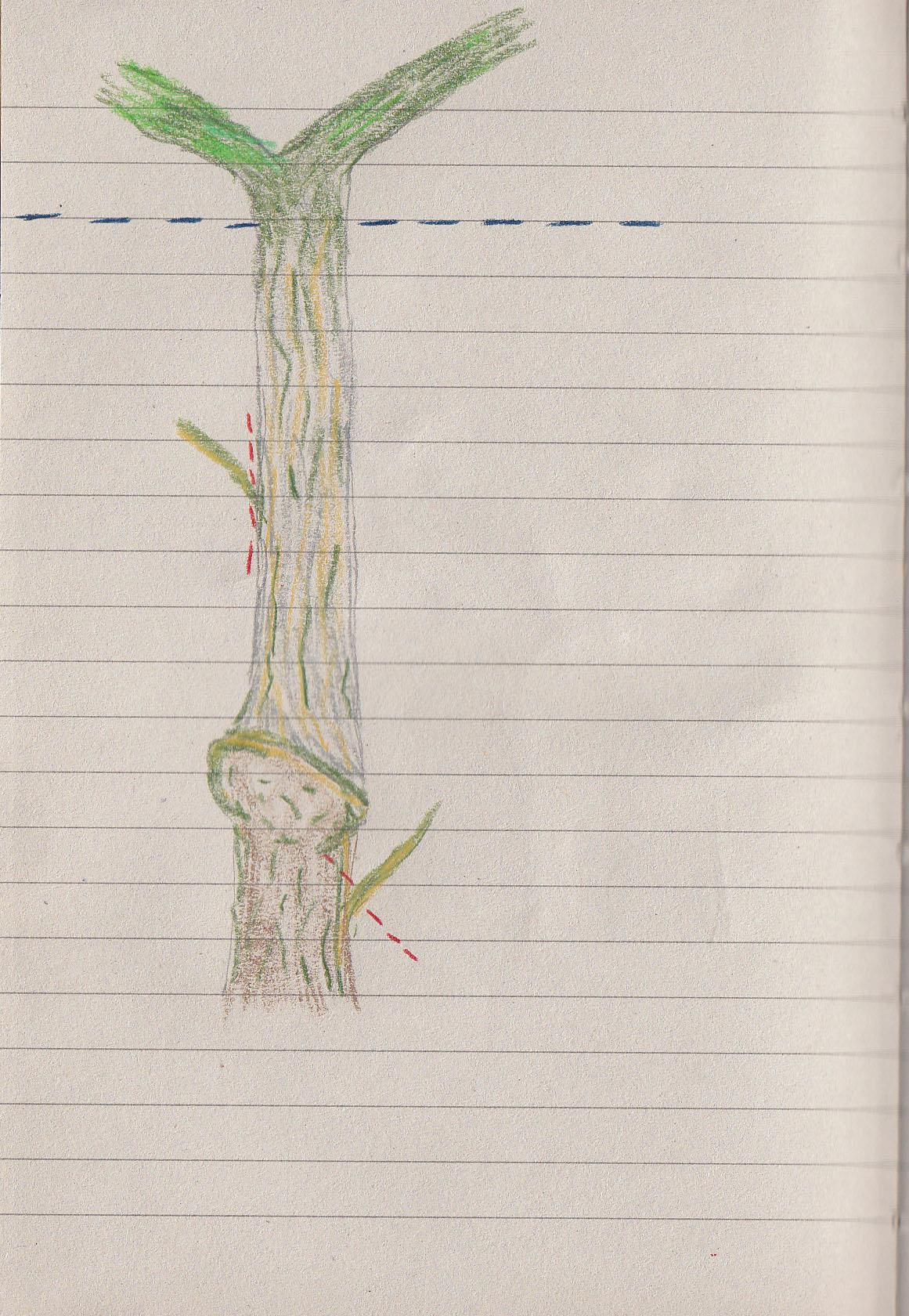 A Thing Or Two About Fruit Trees – Never Enough Dirt